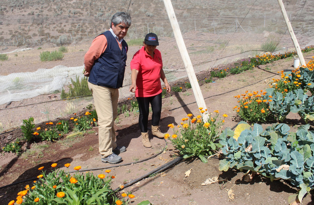 INDAP destaca labor de productora serenense y su huerto agroecológico ...